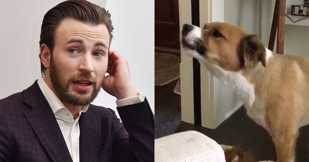 Chris Evans compartió el video más tierno del día en que adoptó a Dodger