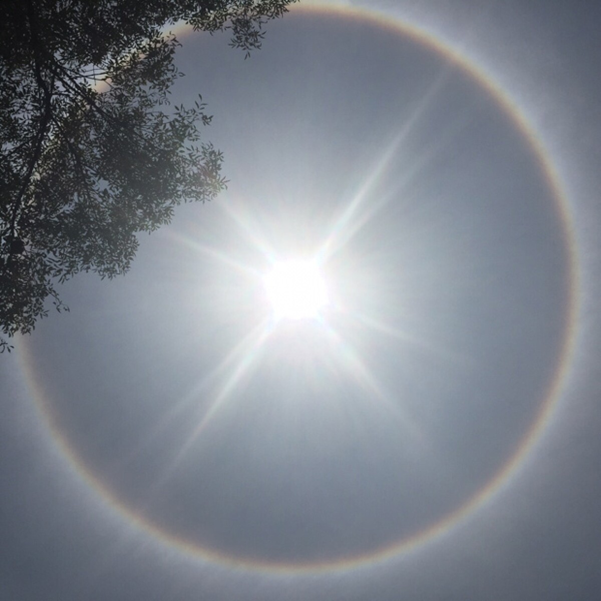 ¿Qué es el halo que rodea al sol?