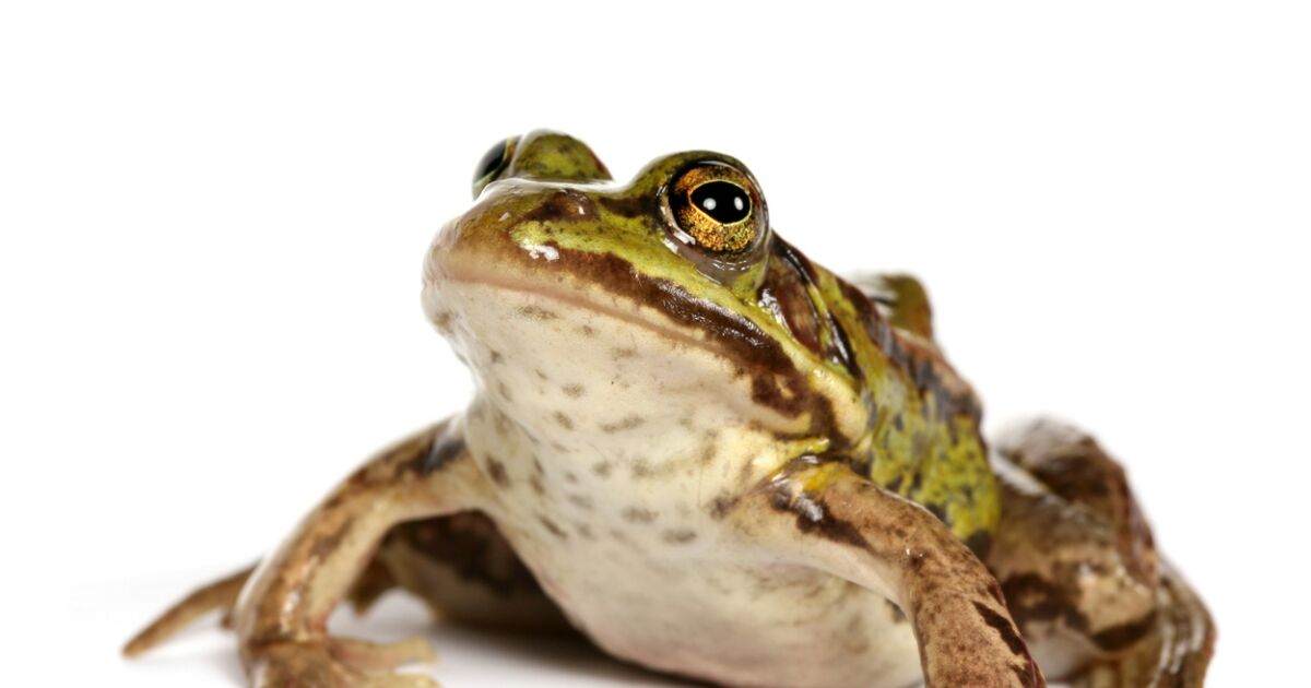 Investigadores usan baba de rana para combatir la gripe