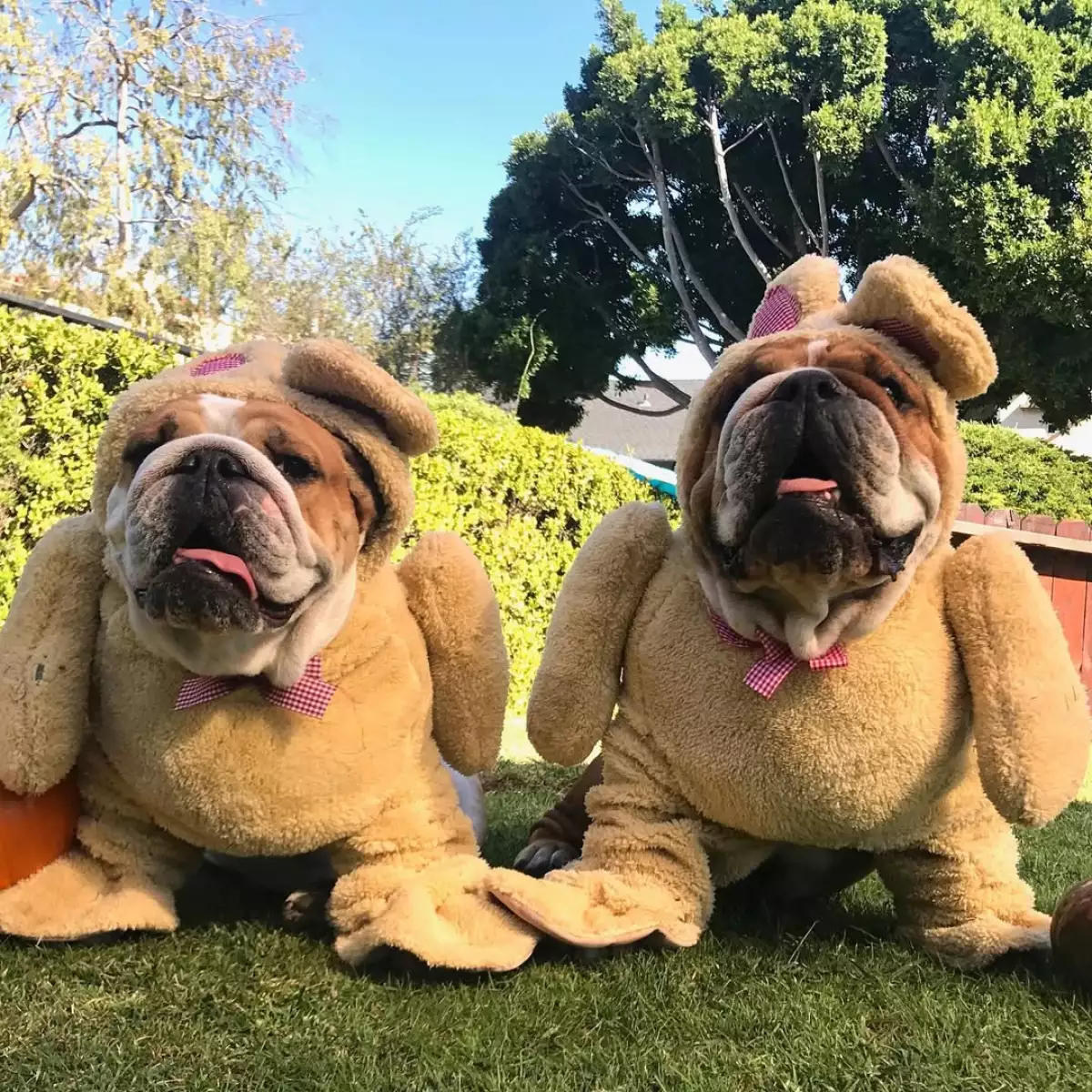 Lewis Hamilton, devastado: su perrito y mejor amigo Roscoe está ...