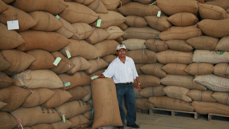 El café orgánico de Chiapas crece a ‘contracorriente’ y sin incentivos