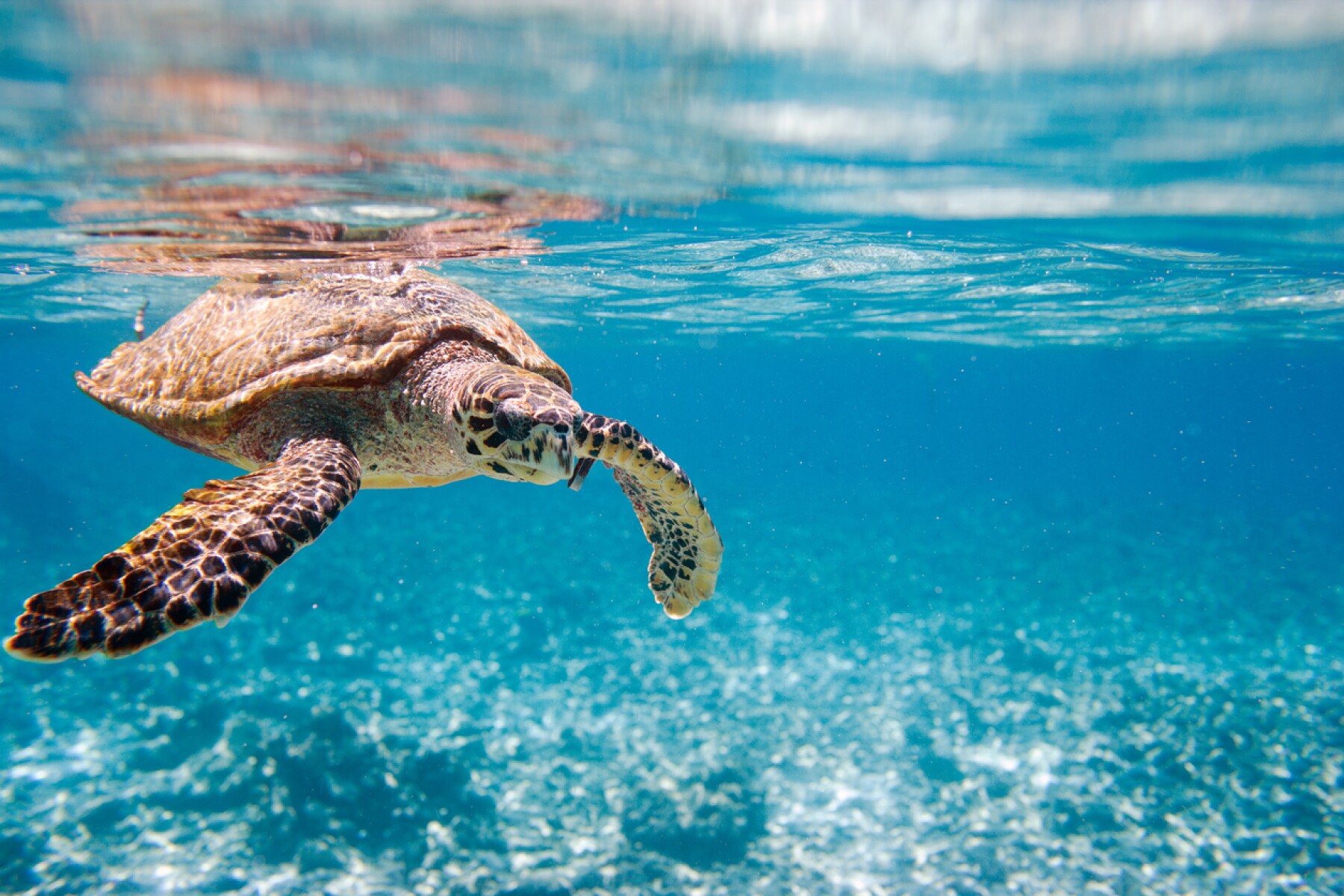 Conoce algunos sitios en México que protegen a las tortugas marinas