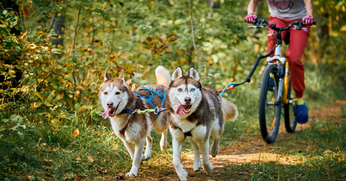 Mushing urbano, la nueva tendencia para ejercitarte con tu mascota
