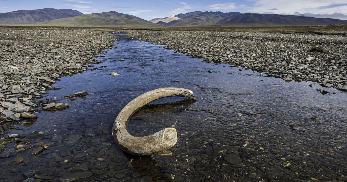Descubren momia de bebé mamut en Canadá