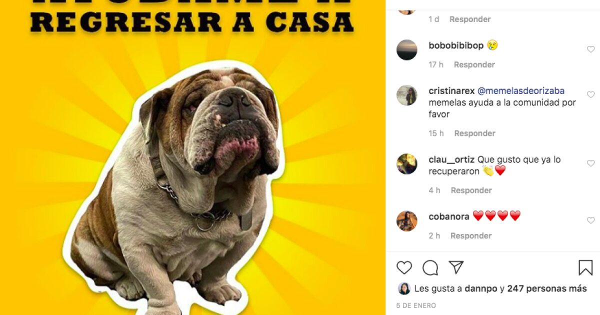 Un perro robado en la Roma es recuperado por agentes de la FGJ