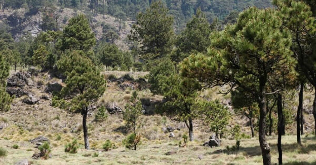 Comunidades de México defienden la tala selectiva de bosques