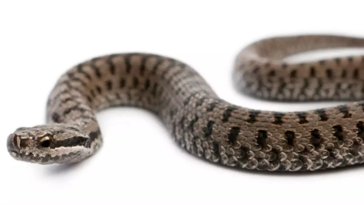 Fósiles indican existencia de serpientes desde hace 167 millones de años