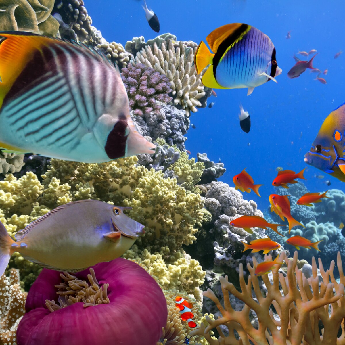 ¿Los peces tienen personalidad?