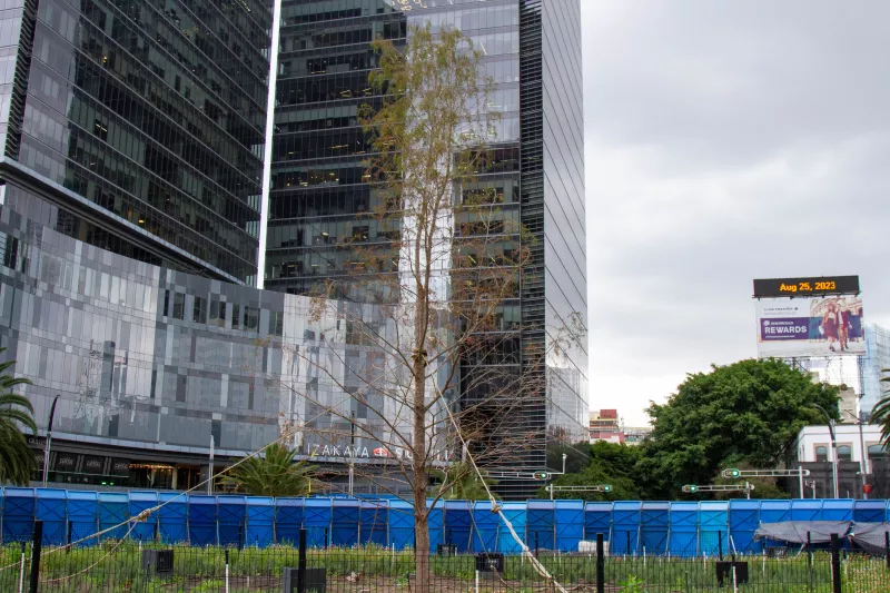 Especialista descarta muerte del Ahuehuete en Paseo de la Reforma