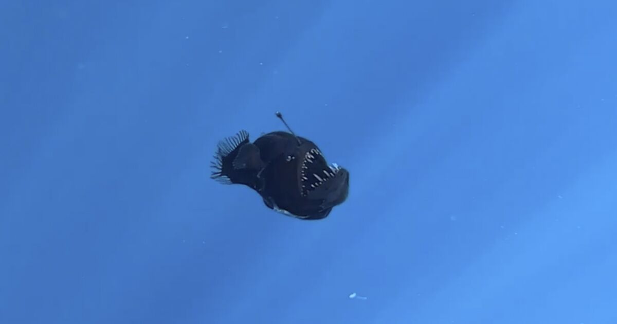 El pez abisal que viajó a la superficie conquista y conmueva al Internet