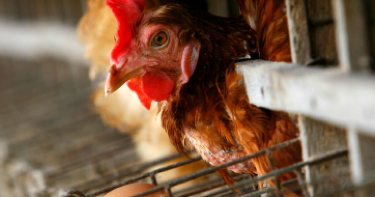 SE modifica la vigencia del cupo para importar pollo