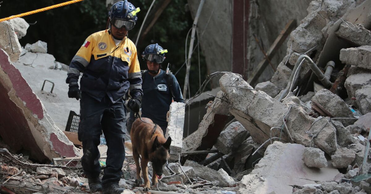 Conoce a Frida, el perro de rescate que se hizo viral por su labor de ...