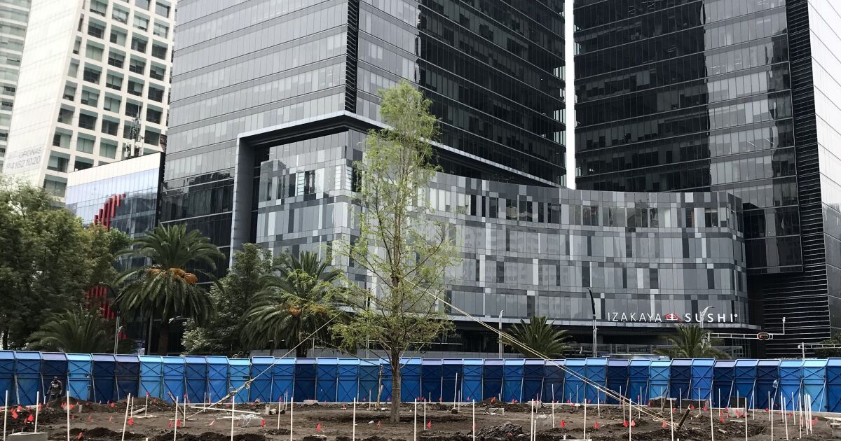 Ataque al ahuehuete de Reforma: ¿qué pasó y de qué acusan a sujeto ...