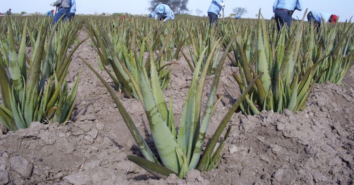 Sábila, la ’estrella’ que brilla en alimentos y productos saludables