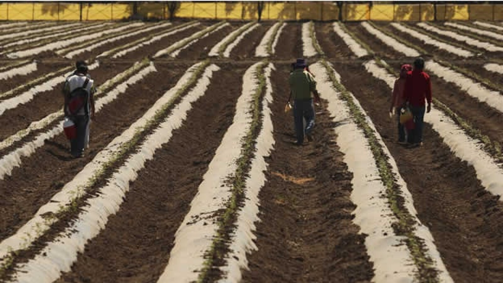 Las Heladas Causan La Pérdida De Miles De Hectáreas De Cultivos En Sinaloa