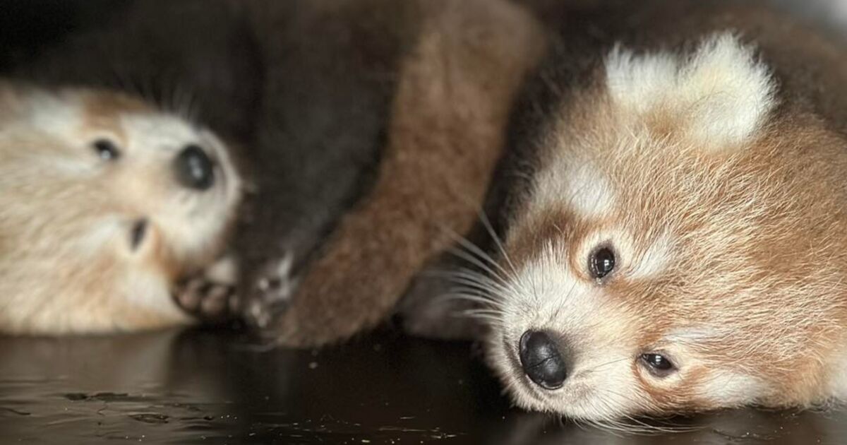 Nacen en Francia dos pandas rojos, una especie en peligro de extinción