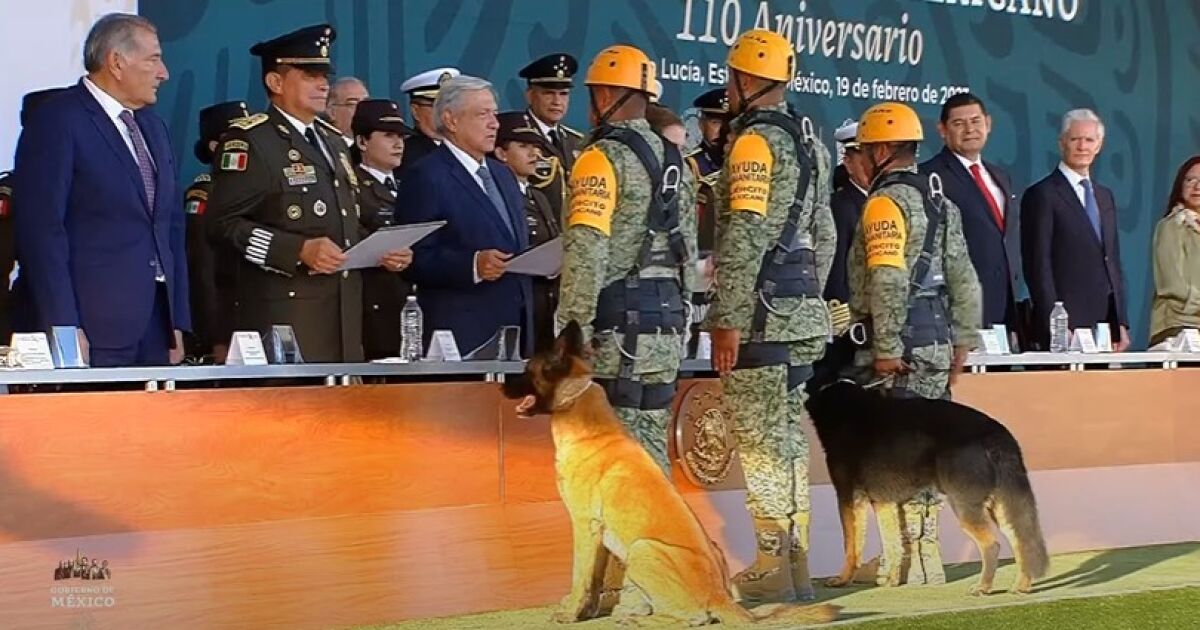 Perros y militares son distinguidos por AMLO tras labores de rescate en ...