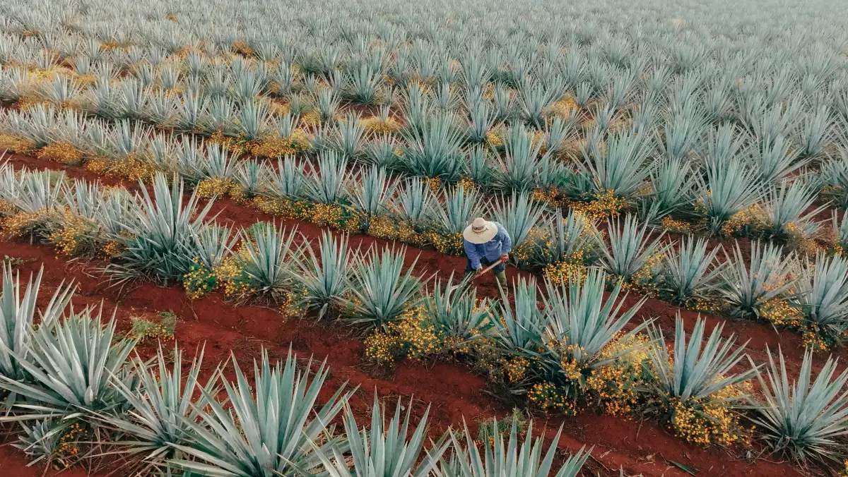 ¿Una paloma negra? Don Julio lanza un tequila oscuro premium