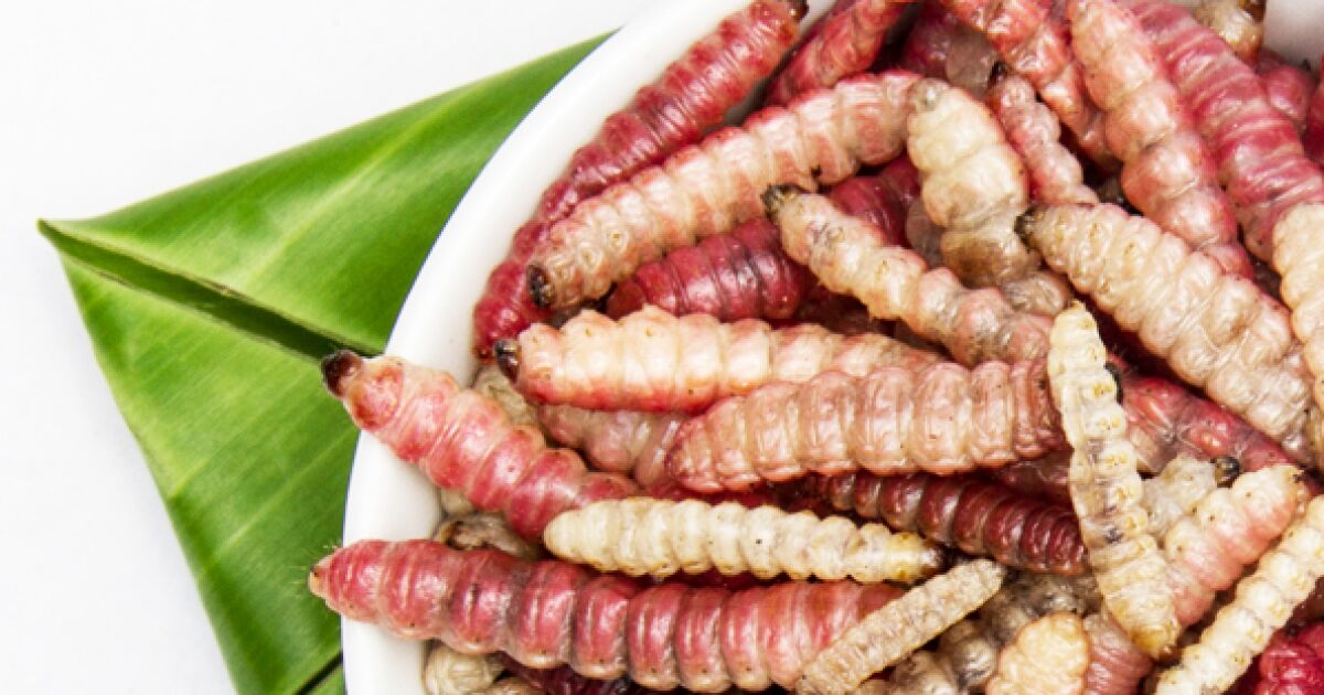 Los deliciosos y nutritivos insectos de México