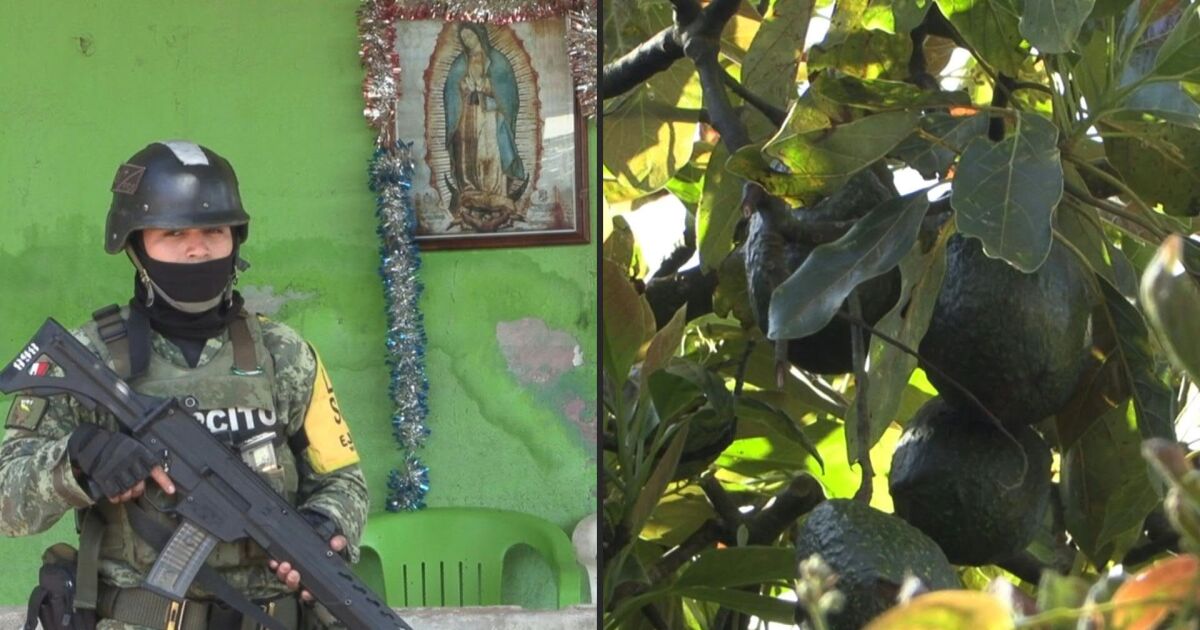 El Aguacate Mexicano Rehén Del Crimen Que Arrecia En Michoacán