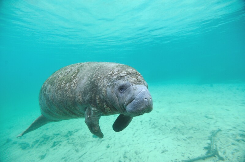 Florida ya supera el número de manatíes muertos en todo 2017