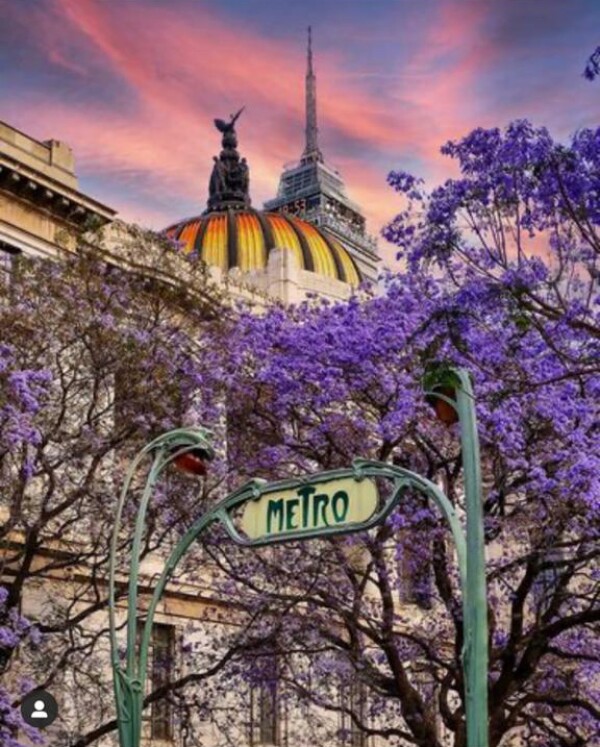 Los mejores spots para ver jacarandas en la CDMX (antes de que termine ...