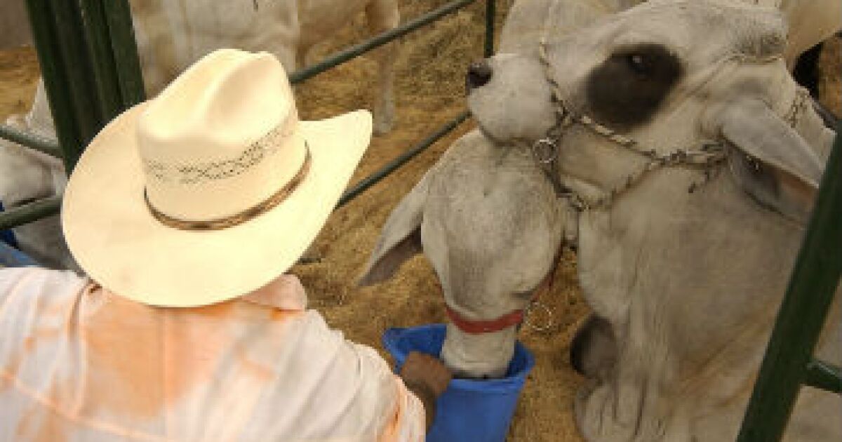 Neovía abrirá en Texcoco fábrica de alimento animal