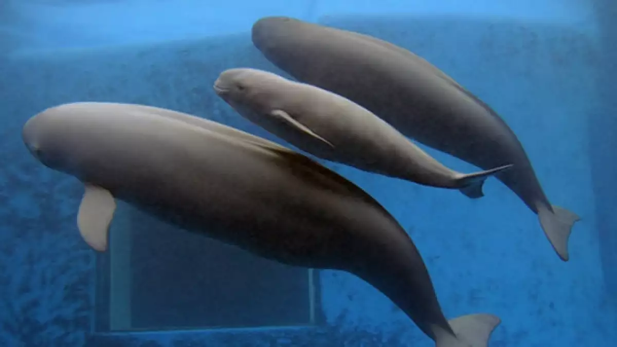 La marsopa sin aleta, una especie que lucha por sobrevivir en China