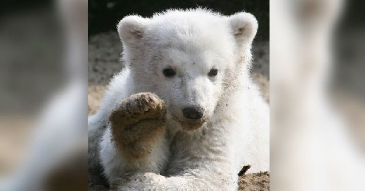El oso alemán Knut murió de epilepsia, según la publicación ‘Focus’
