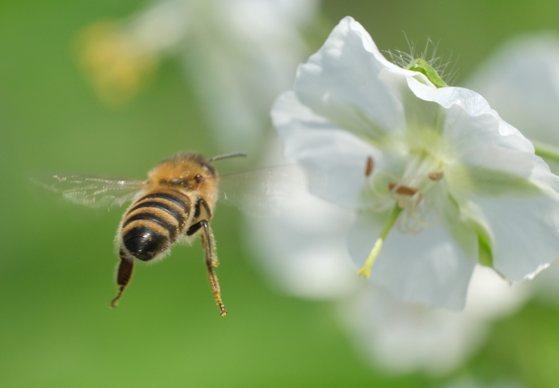 Celebra el día de las abejas con estas marcas de belleza