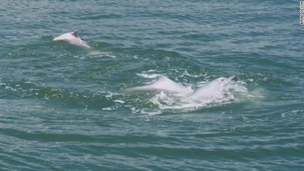 El delfín blanco parece tener las horas contadas en el río Perla de China