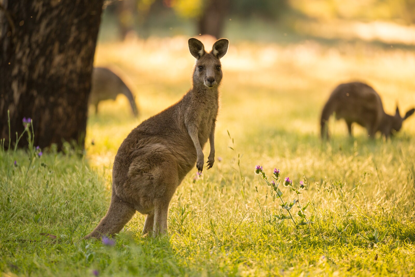 Canguros invaden ciudad de Australia en busca de alimento