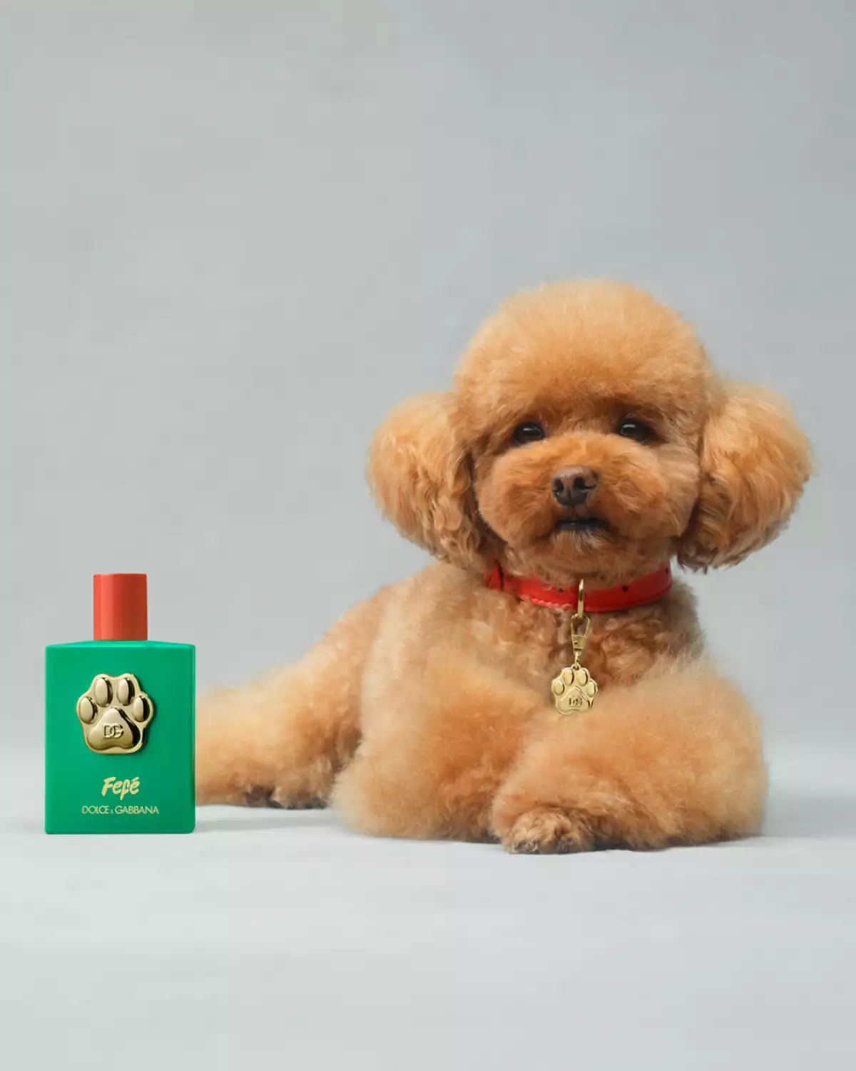 Dolce&Gabbana suma a sus fragancias un perfume para perro