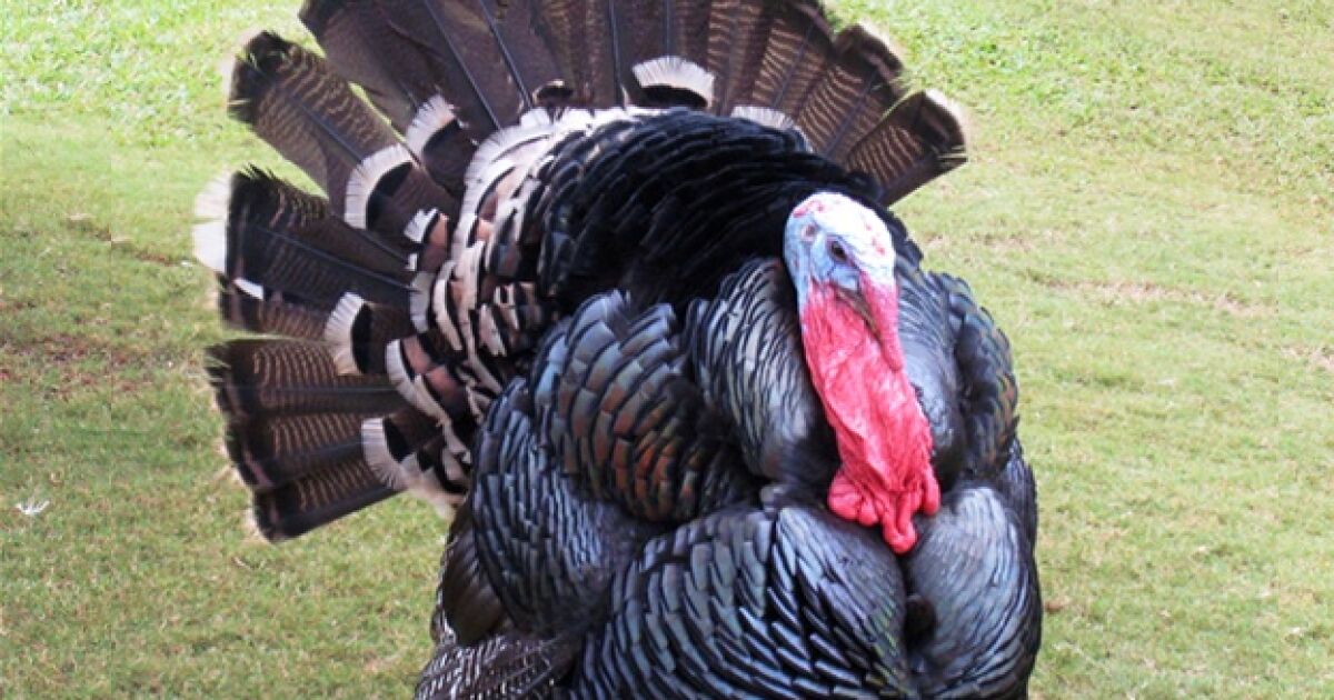 Conoce a fondo a tu cena de Navidad: el guajolote me