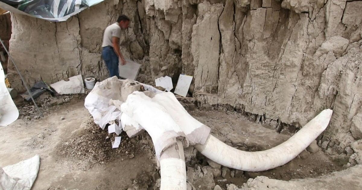 El INAH descubre restos de 14 mamuts en Tultepec, Estado de México