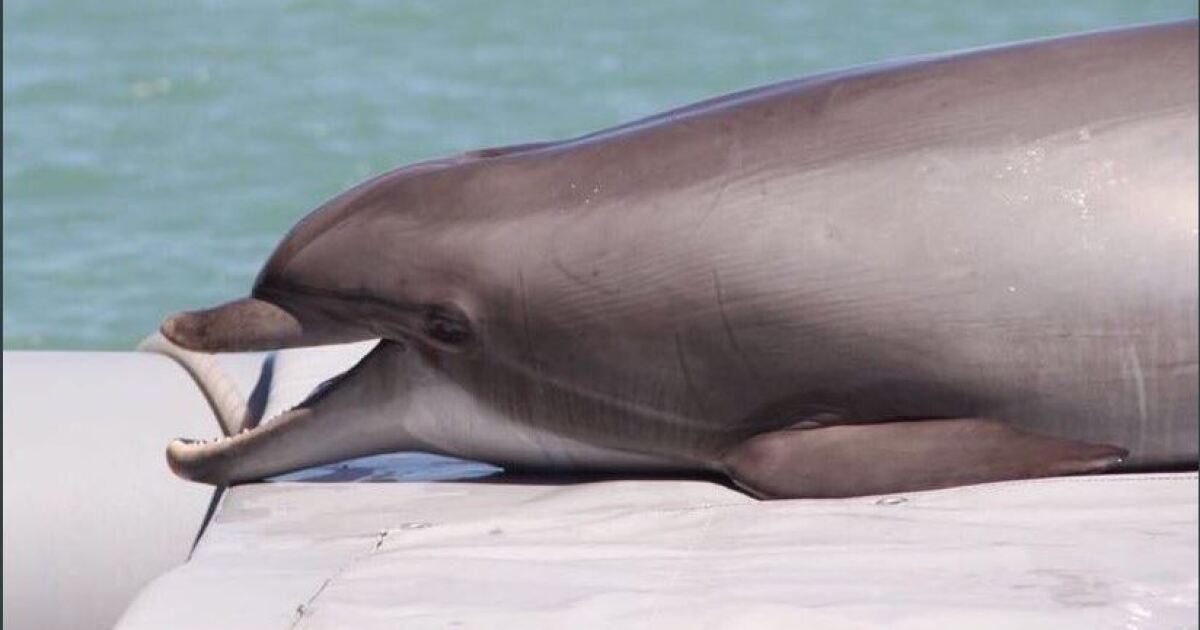 Cuatro delfines salvarán a la vaquita marina de la extinción