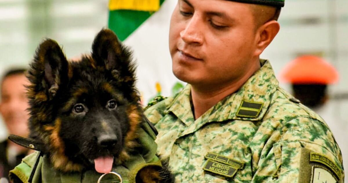 El perro turco que llegó a México ya tiene nombre