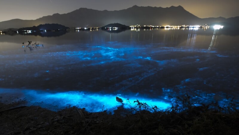 Un espectáculo de algas azules ilumina la costa de Hong Kong