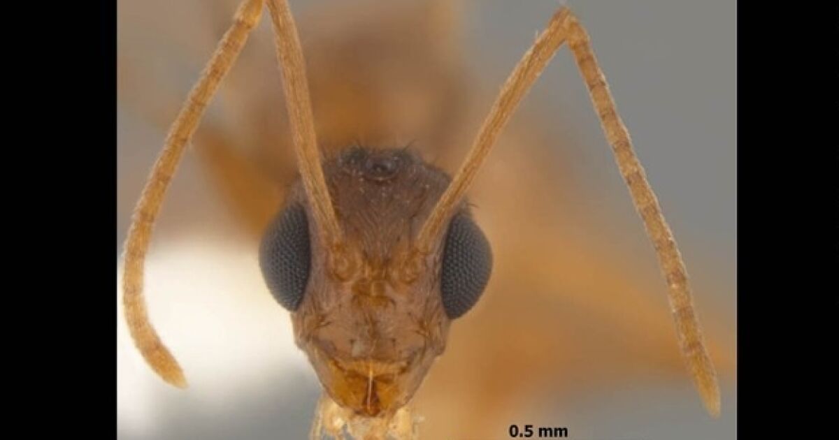 Una plaga de 'hormigas locas' amenaza el sureste de Estados Unidos