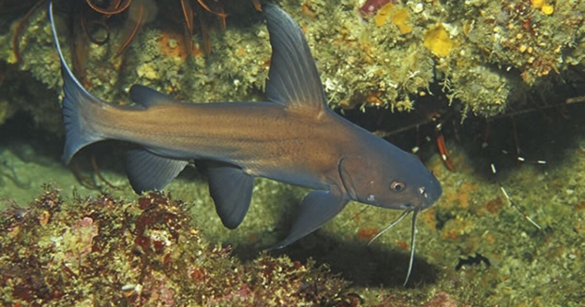 OPINIÓN: Las especies invasoras amenazan la biodiversidad en México