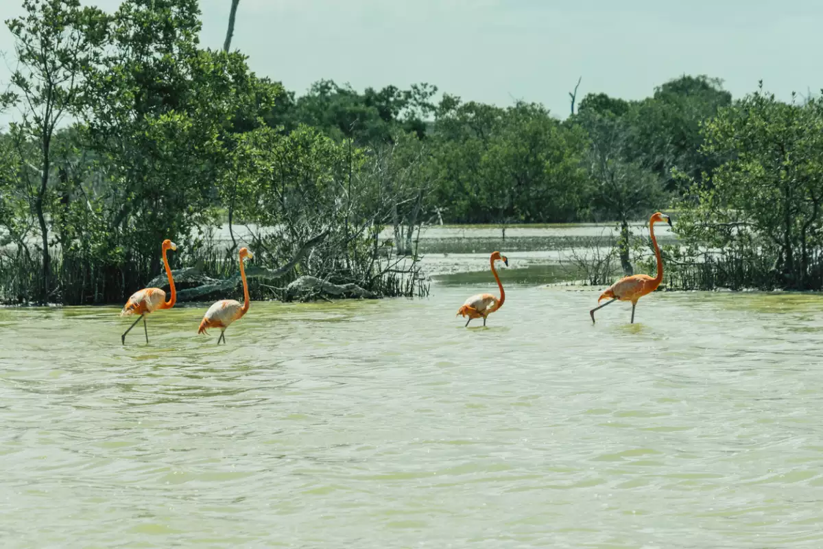 ¿Qué tipos y colores de arena hay en las playas mexicanas?