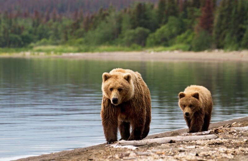 Un juez de EU prohíbe la caza de 23 osos grizzly