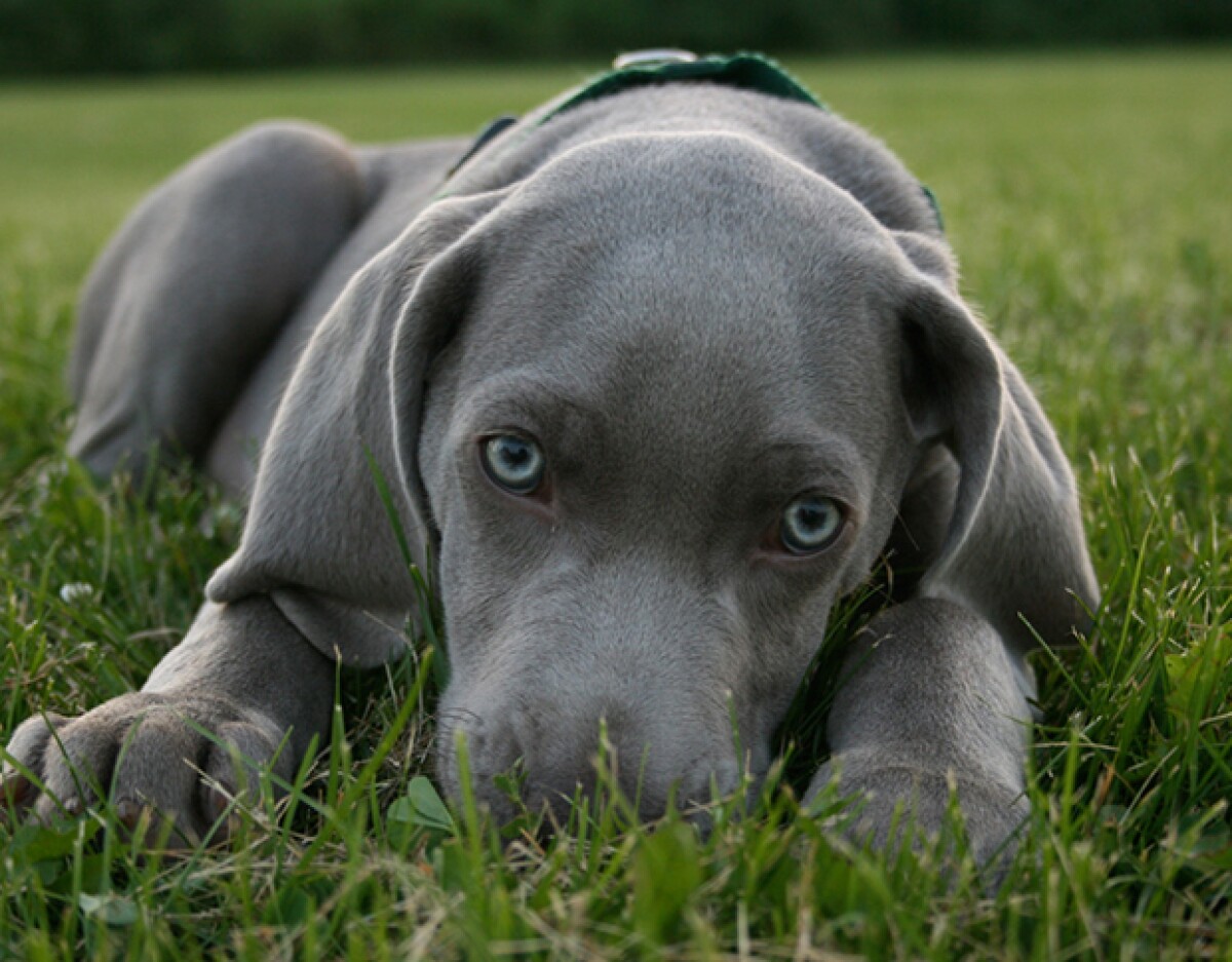 TOP 20: las razas de perros más populares