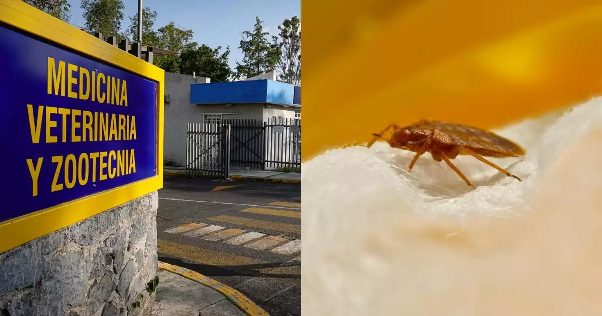 ¿De verdad hay una plaga de chinches en la UNAM o es sólo imaginación?