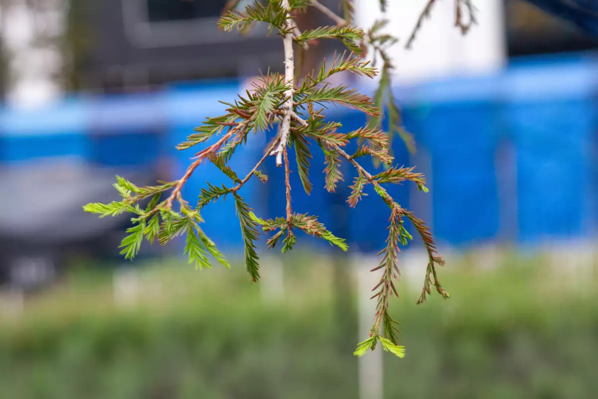 Especialista descarta muerte del Ahuehuete en Paseo de la Reforma