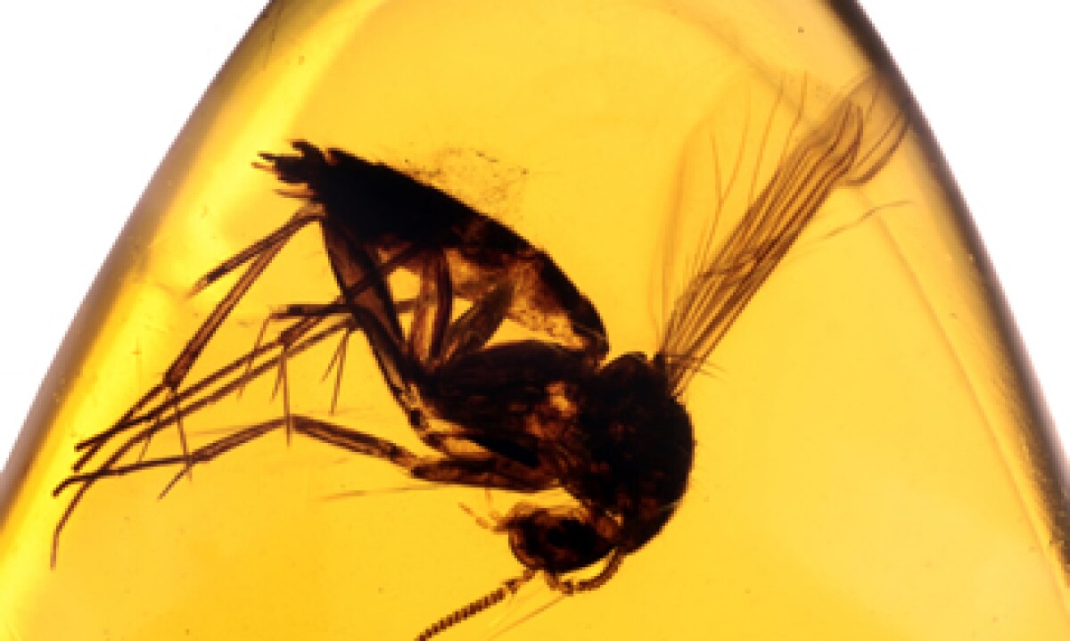 El ámbar vive bonanza costosa en México