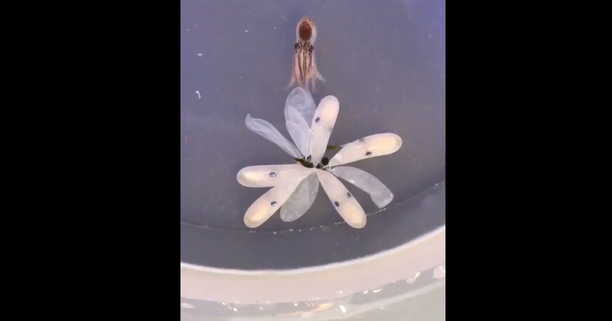 El fascinante nacimiento de un bebé pulpo