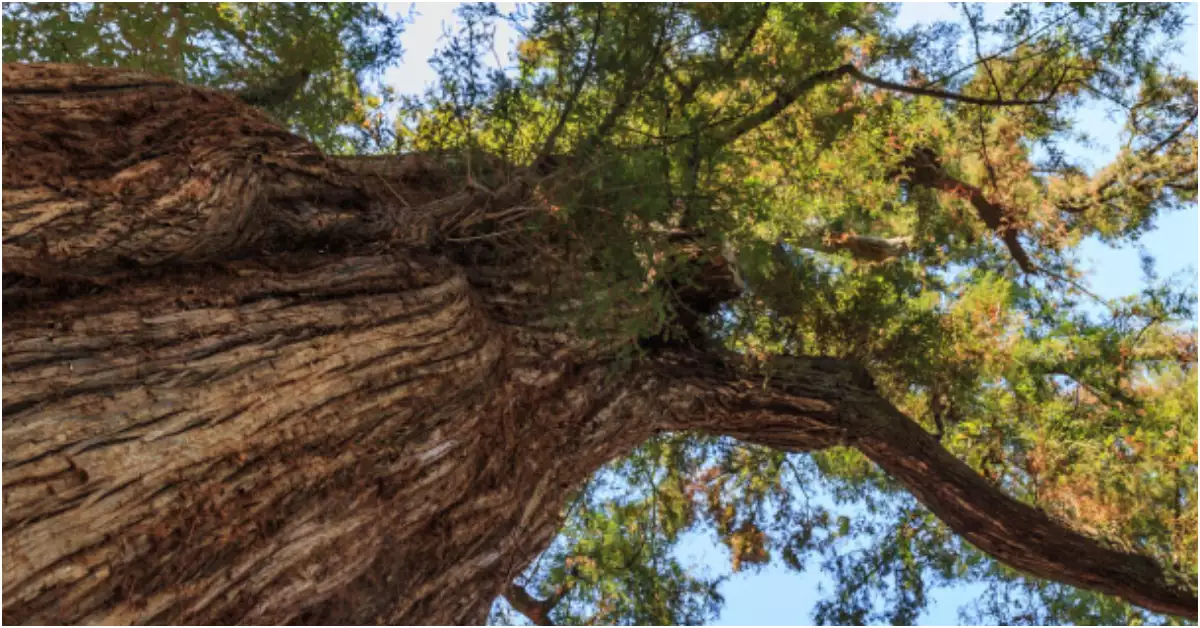 Flores nativas de la CDMX, ¿la jacaranda es una de ellas?