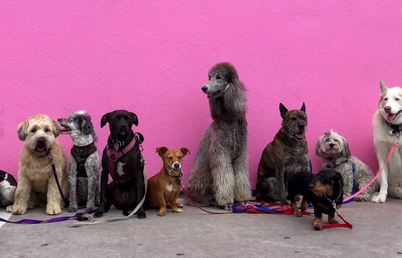 Este veterinario explica que un año perro no son 7 humanos y el cálculo ...