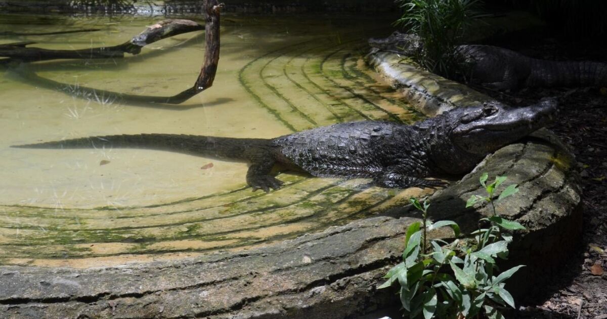 ¿El ZooMat llevaba más de 15 años sin rehabilitación?